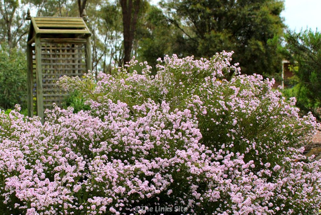 Diosmas: A Very Hardy Plant for Your Garden - The Links Site