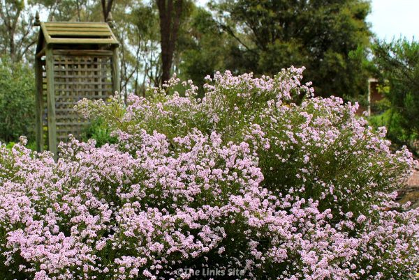 Diosmas: A Very Hardy Plant for Your Garden - The Links Site