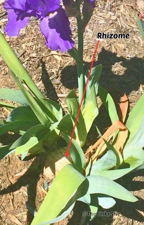 Bearded Irises: Simple Planting Tips for Beautiful Blooms
