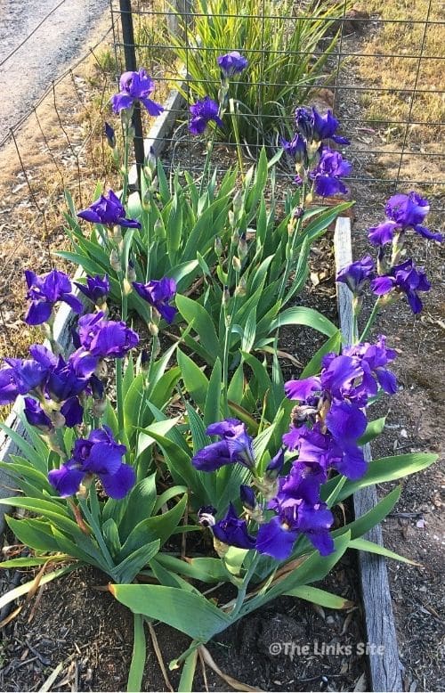 Bearded Irises: Simple Planting Tips for Beautiful Blooms